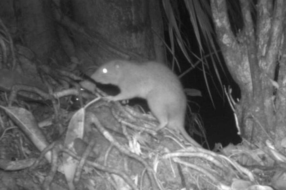 A gigantic and elusive species of rat caught on camera for the first ...