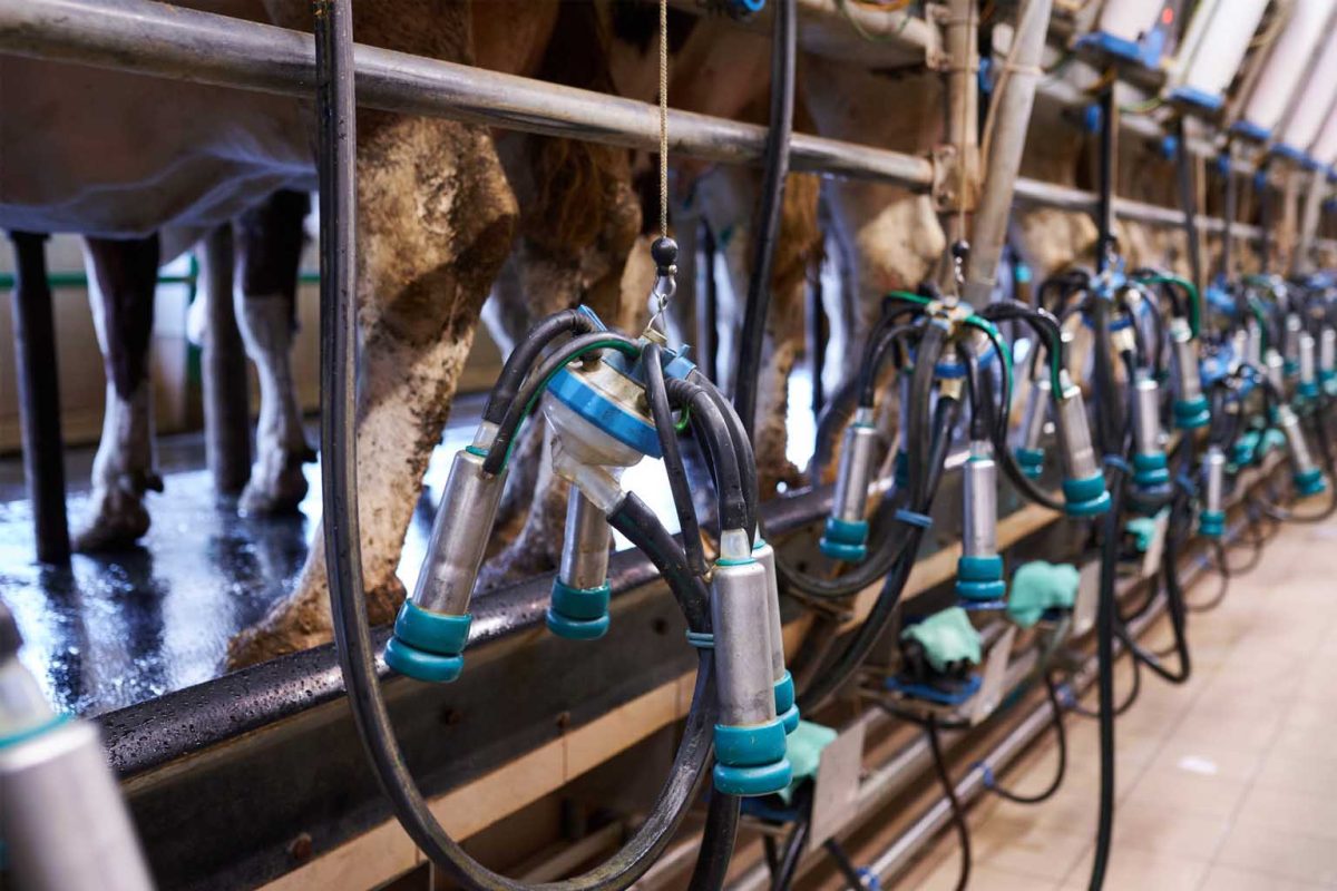 Which animal leads the world in giant milk production and why it ...