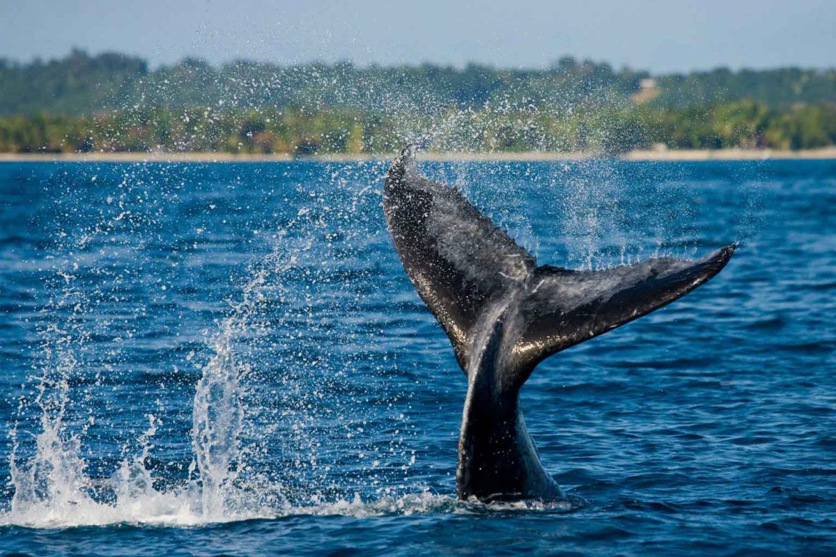 Massive humpback whale surprises U.K. coastline in stunning wildlife encounter, sparking ...