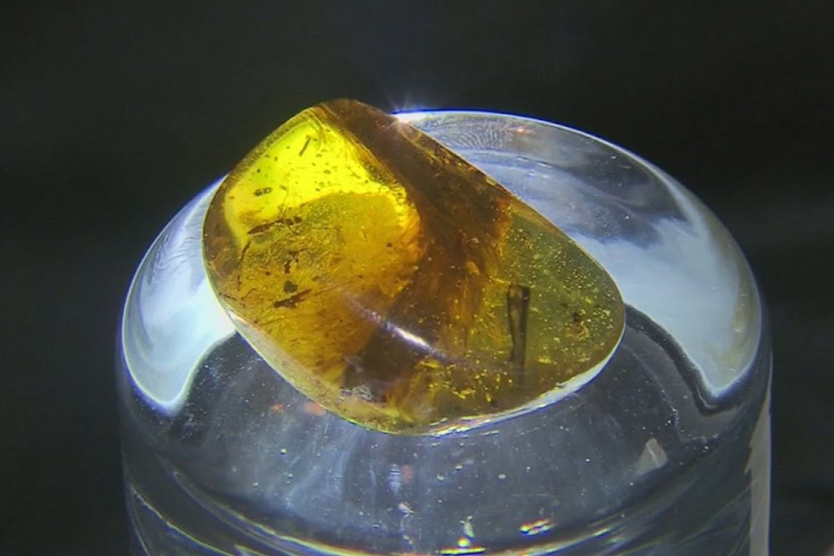 Scientists uncover breathtaking 99 million year old dinosaur tail trapped in amber revealing ...