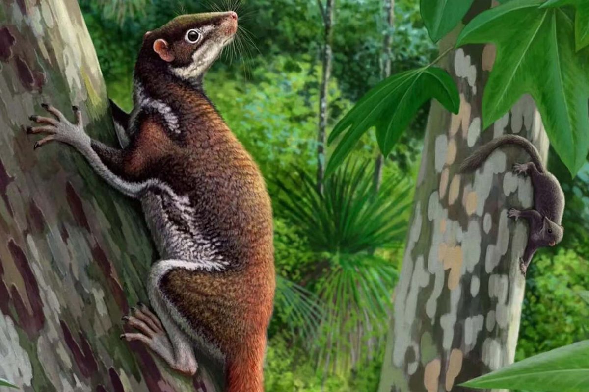 Intriguing Mixodectes Fossil Sheds Light on Mammalian Evolution Post ...