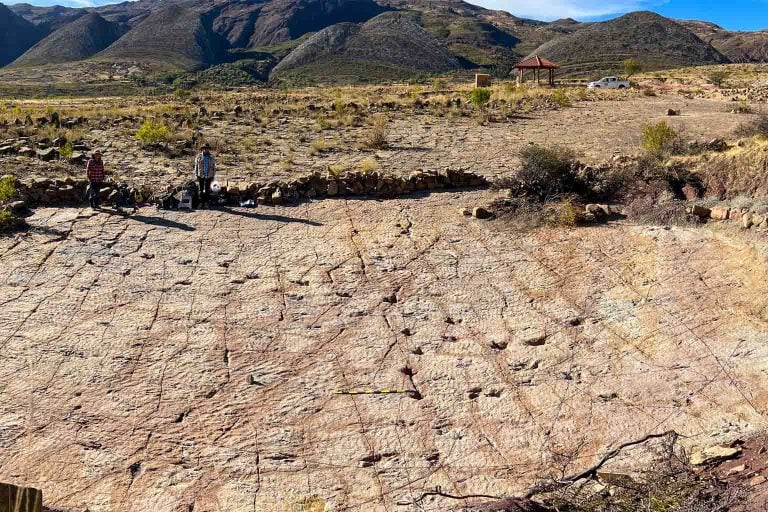 Uncover Ethiopia's Ancient Secrets: 22-Million-Year-Old Fossil Tree's ...