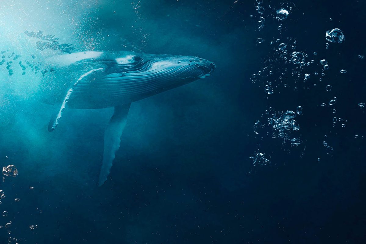 52-Hertz Whale: Ongoing Scientific Investigation into Unique ...