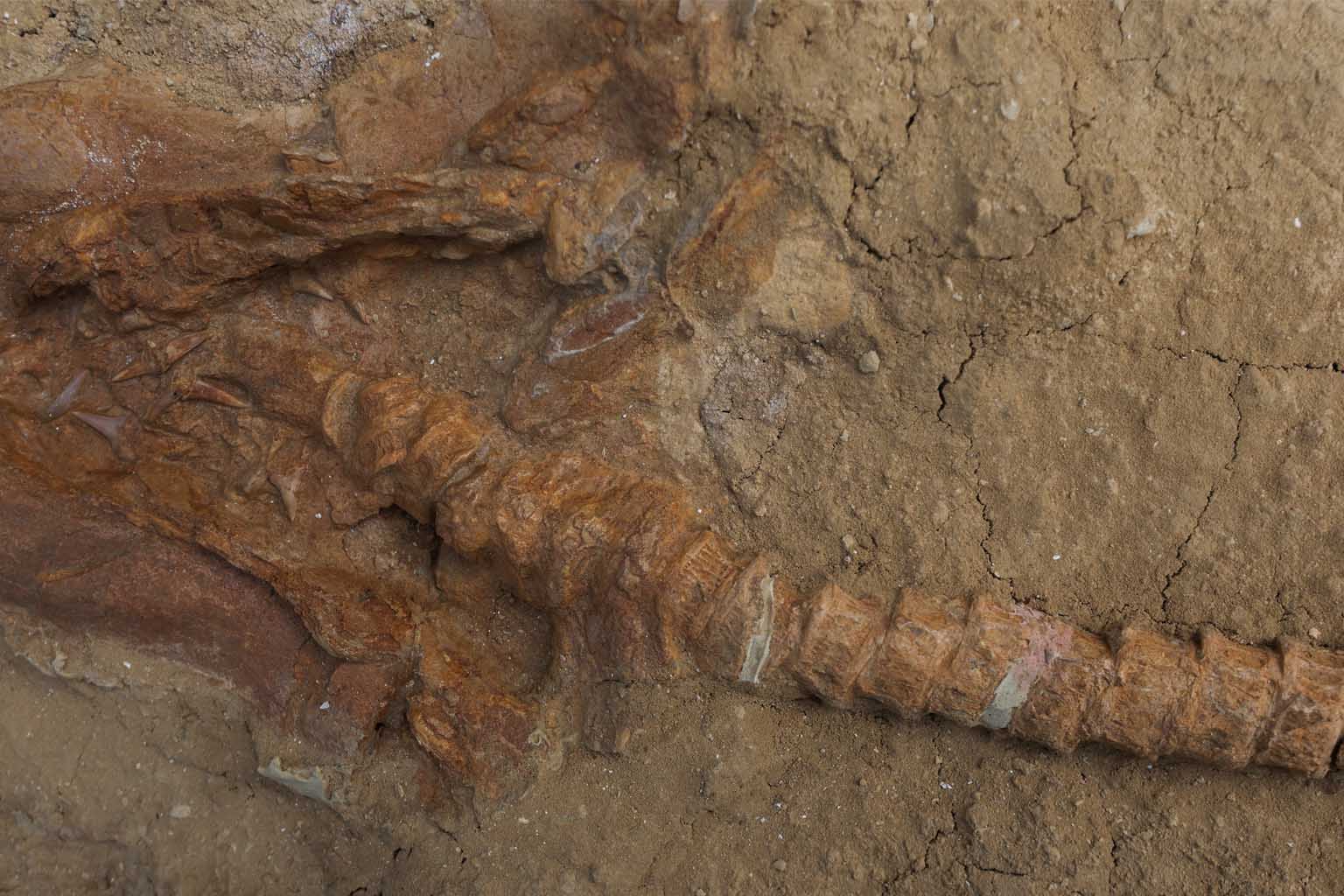 9-million-year-old shark relative fossil discovered in Peru - Journals ...