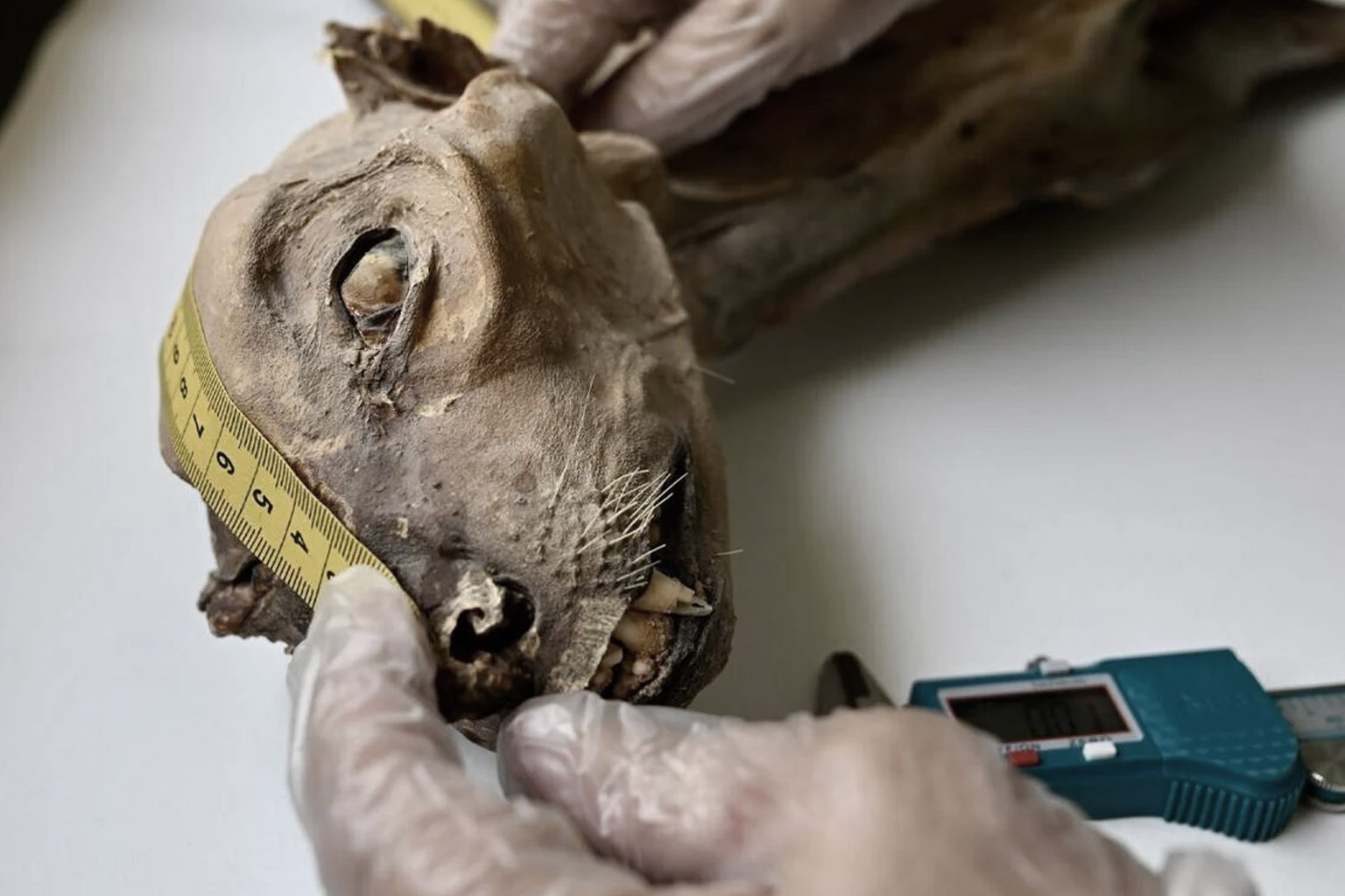 Ancient mummified cheetahs discovered in Saudi Arabia offer new ...