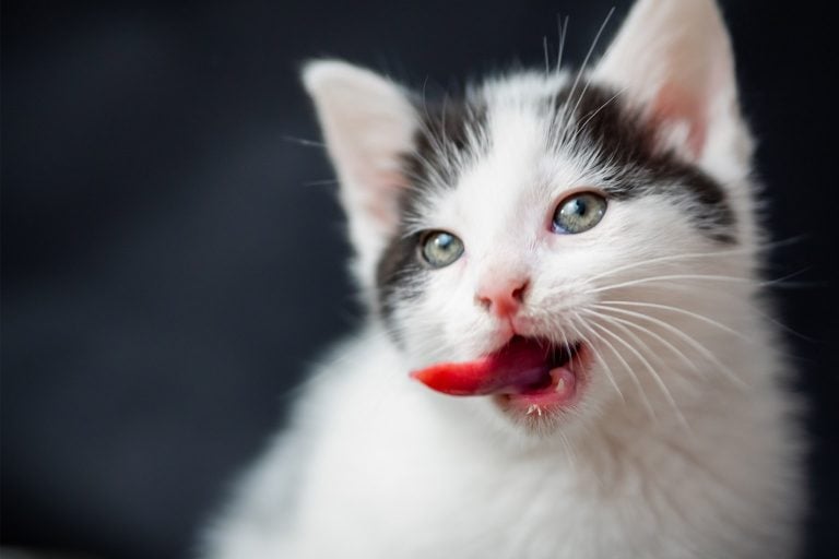 Cat Behavior: Scientific Explanation for the Flehmen Response After ...