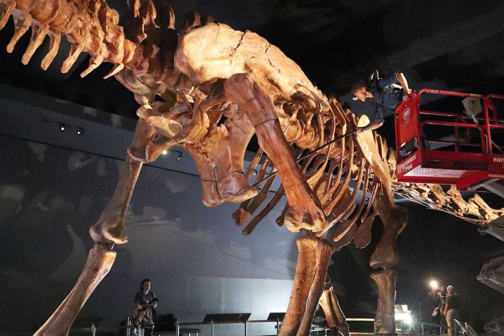 Dinosaur skeleton: 70-million-year-old specimen found intact in France ...