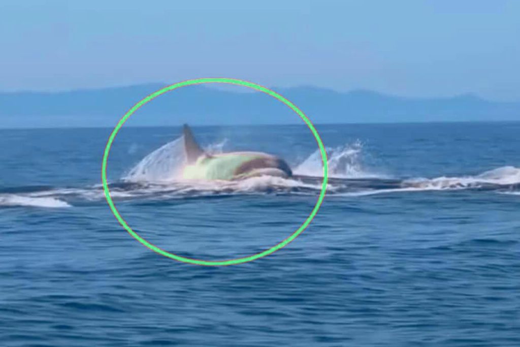 Marine wildlife: rare ghostly creature photographed in the ocean ...
