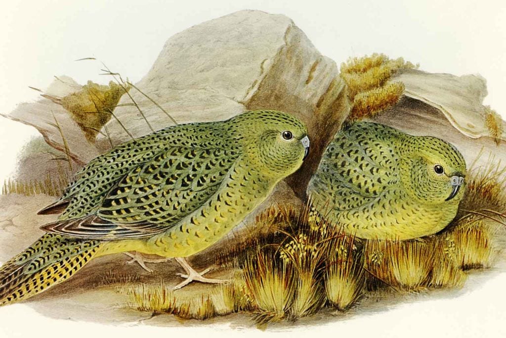 Rare Bird Rediscovery: Rangers Find Evidence of Species Once Thought ...