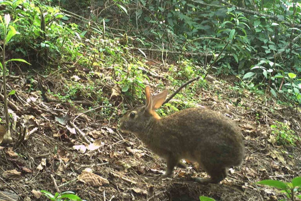 Rare bird species: observed in the wild after 120 years of presumed ...