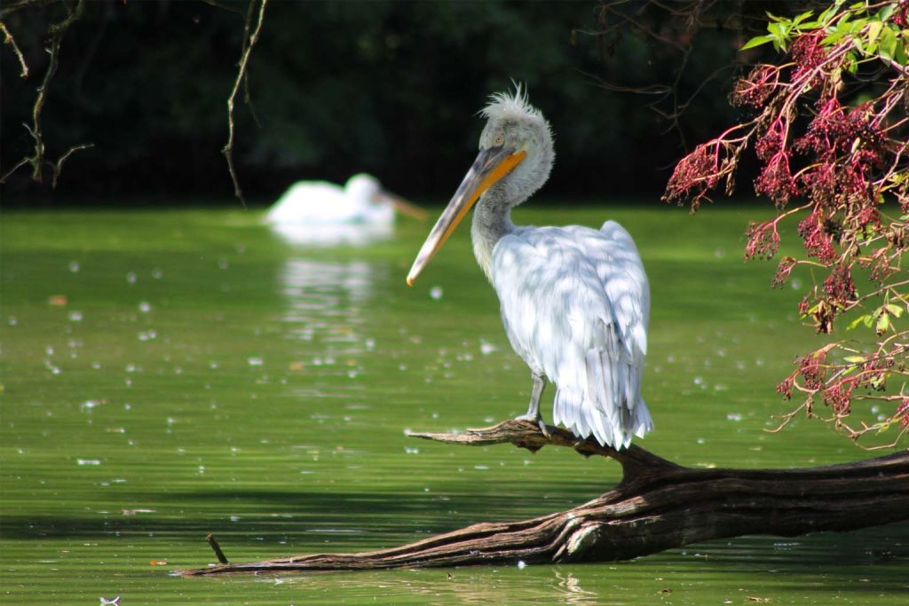 Rare native species: returns to British soil after 600 years absence ...
