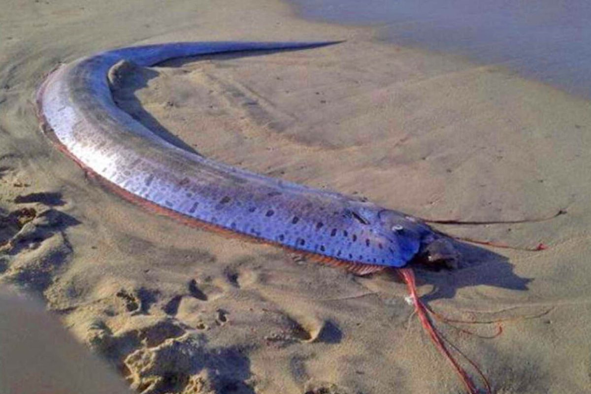 Rare oarfish sighting near Mexico beach raises local earthquake ...