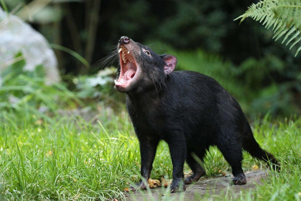 Tasmanian devils: reintroduced to mainland Australia after 3,000-year ...