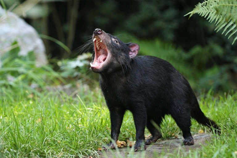 Tasmanian devils: reintroduced to mainland Australia after 3,000-year ...